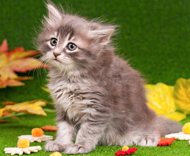 Cute gray kitten stock photo. Image of pedigree, childhood - 31160956