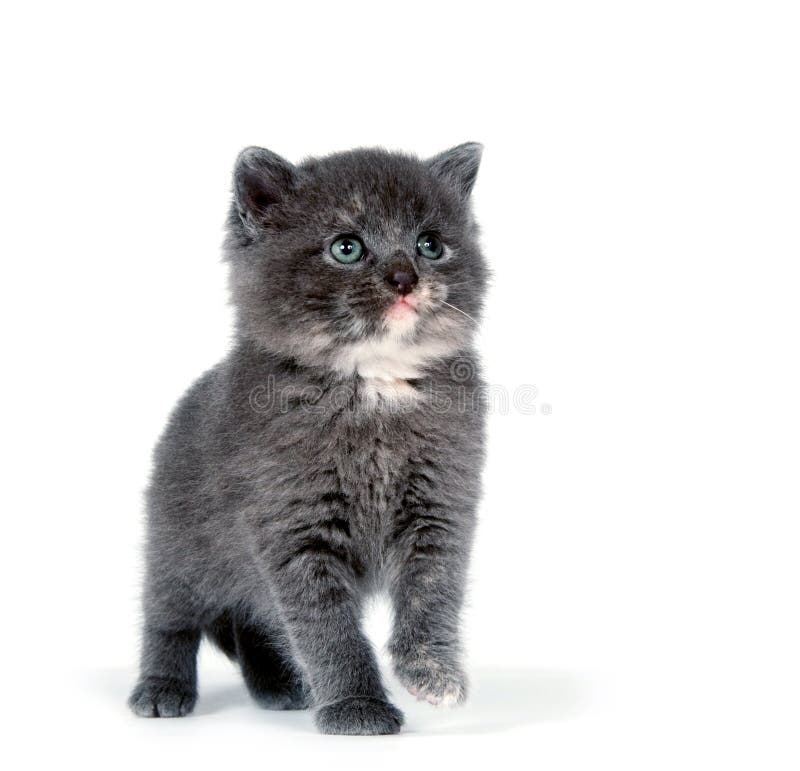 Cute Gray Kitten Pushing Shopping Cart Stock Image - Image of kitty ...