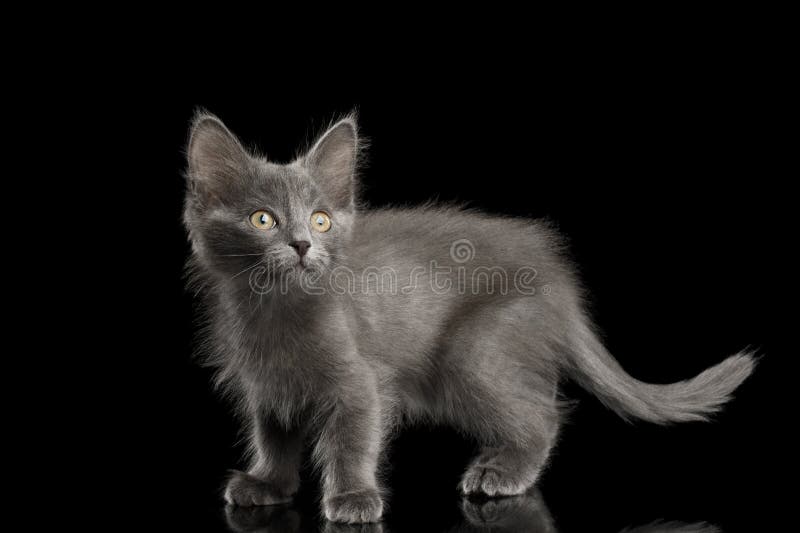 Gray Kitten on Black Background Stock Photo - Image of breed, hair ...
