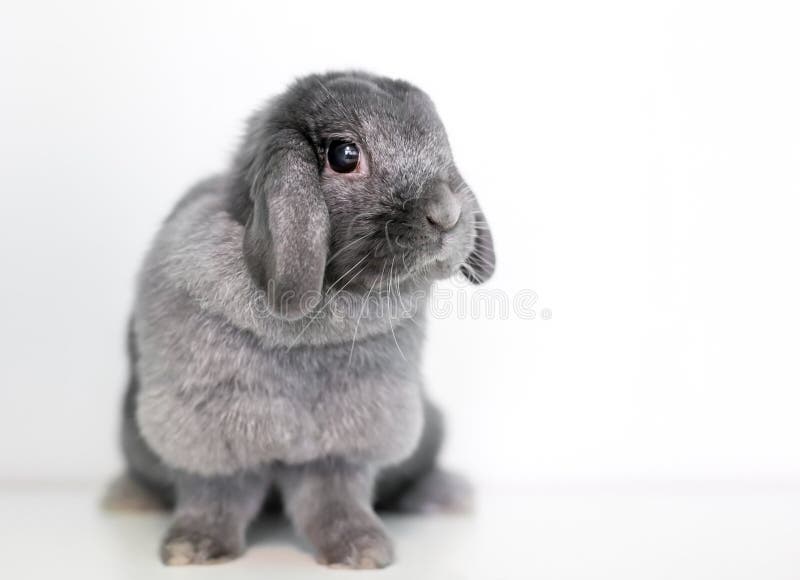 A Cute Gray Netherland Dwarf Rabbit Stock Photo - Image of pets, cute ...