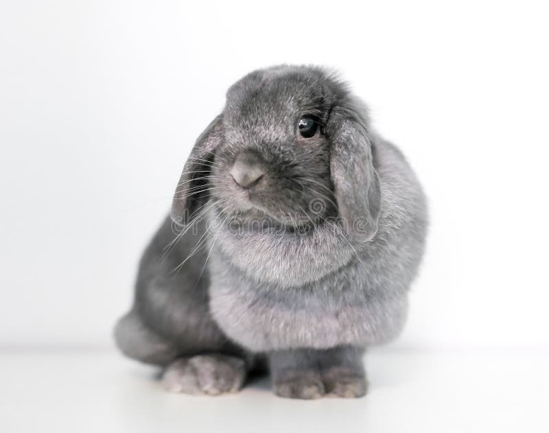 A Cute Gray Netherland Dwarf Rabbit Stock Photo - Image of pets, cute ...