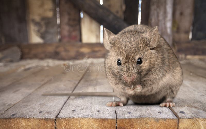 Gray Small Cute Mouse on Wooden Background Stock Image - Image of ...