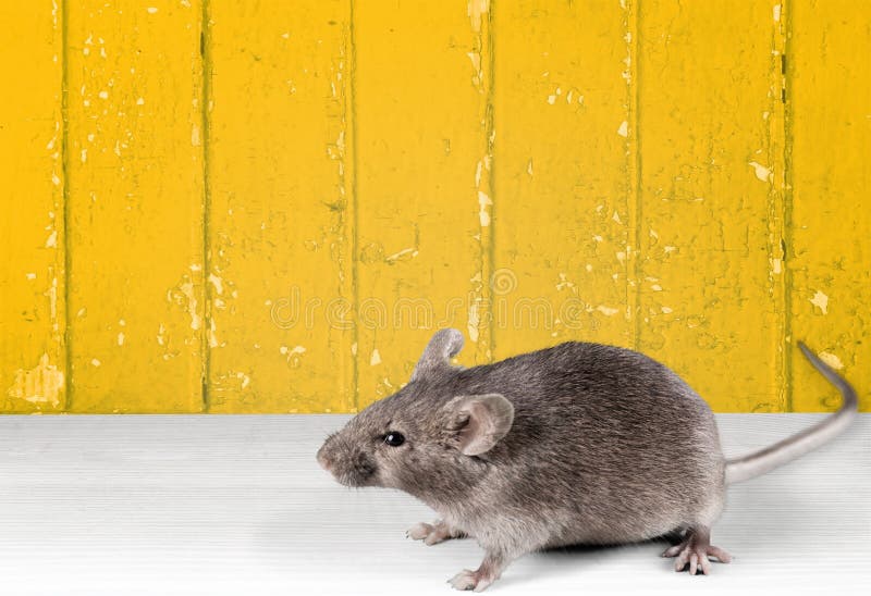 Gray Small Cute Mouse on Wooden Background Stock Image - Image of ...
