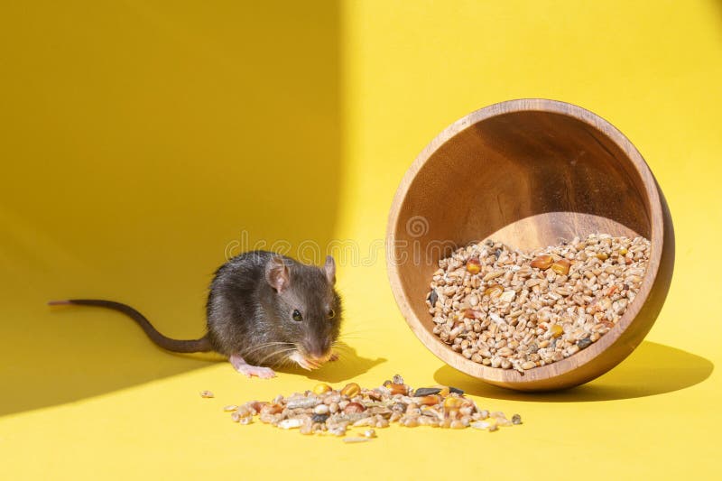 Closeup the Mouse Eats the Grain Near the Burlap Bags on the Floor of ...