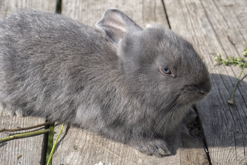 A cute gray rabbit stock photo. Image of livestock, grey - 75799994