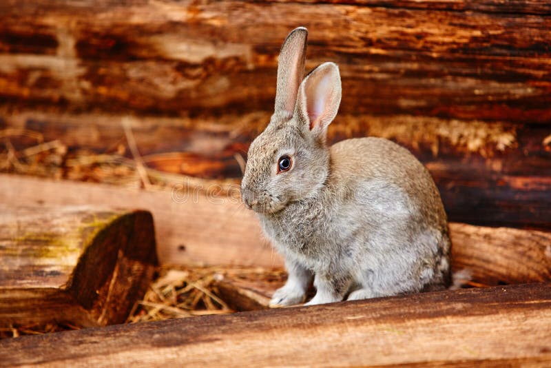 109 Wild Rabbit Log Stock Photos - Free & Royalty-Free Stock Photos ...