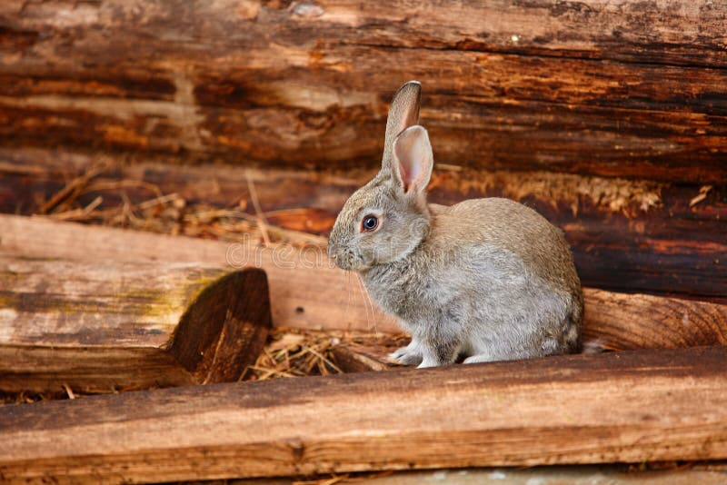 Wild Rabbit Log Stock Photos - Free & Royalty-Free Stock Photos from ...