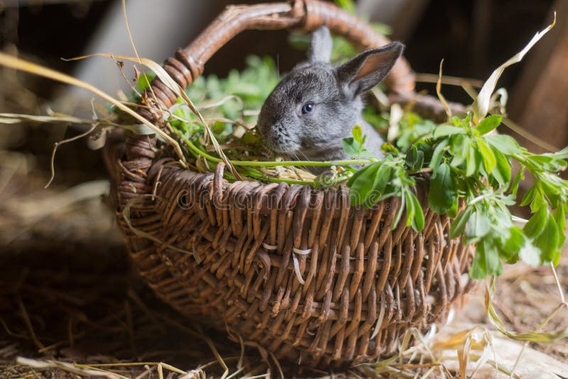 Cute Gray Rabbit in a Wicker Basket with Grass Stock Image - Image of ...