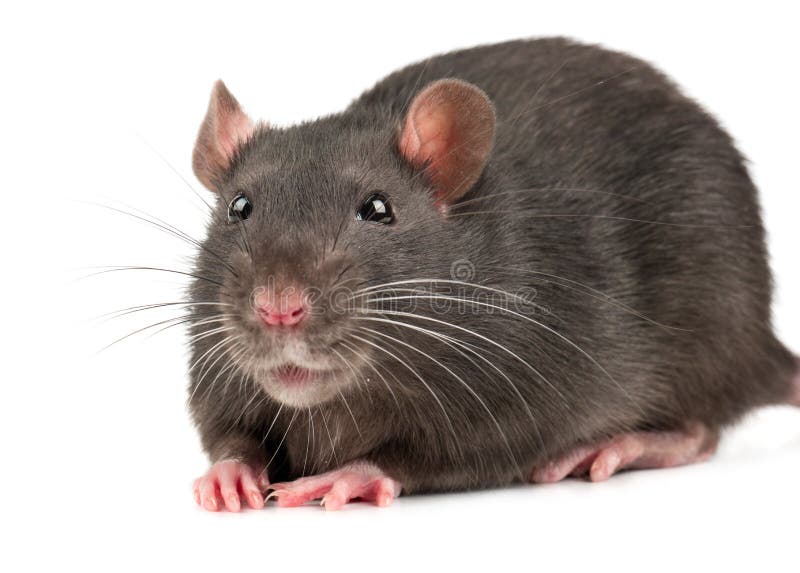 Grey rat closeup stock photo. Image of closeup, curious - 113578372