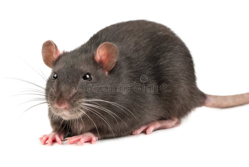 Grey rat closeup stock photo. Image of attractive, small - 115153604