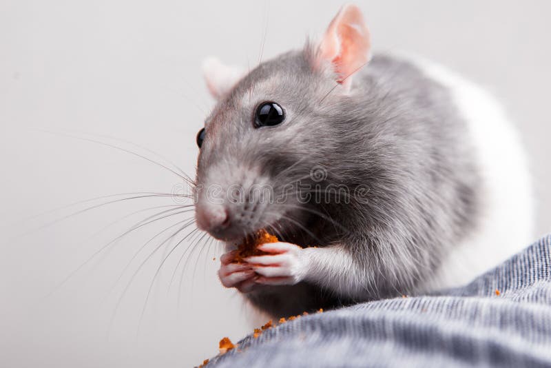 221 Rat Cookies Stock Photos - Free & Royalty-Free Stock Photos from ...