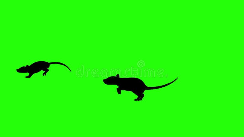 Animation of Cute Gray Rat stock footage. Video of pest - 188032010