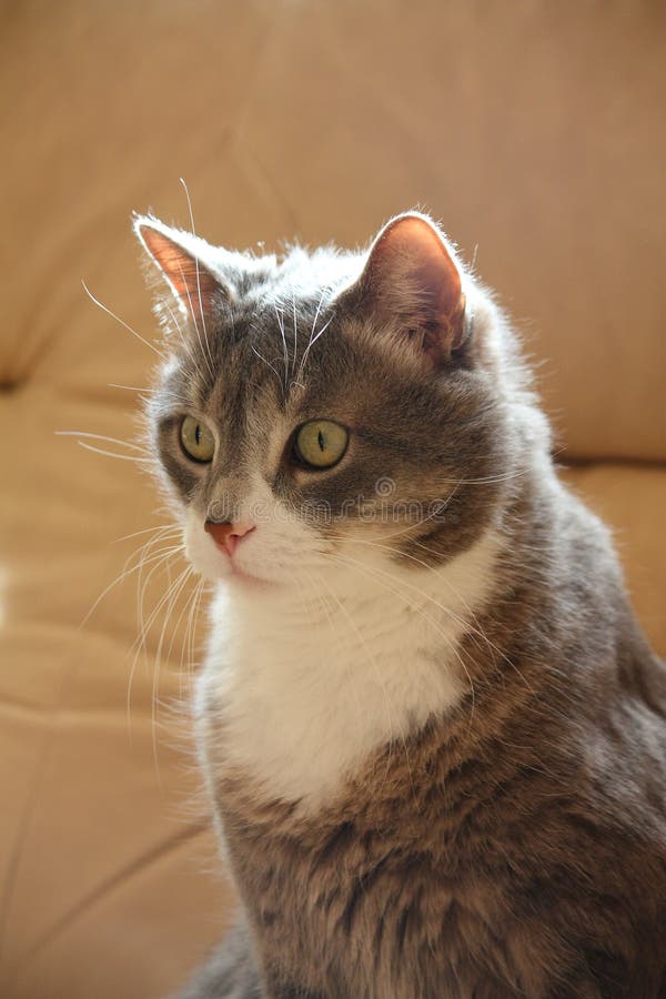 Gray Cat Resting on the Couch Stock Photo - Image of softness, domestic ...