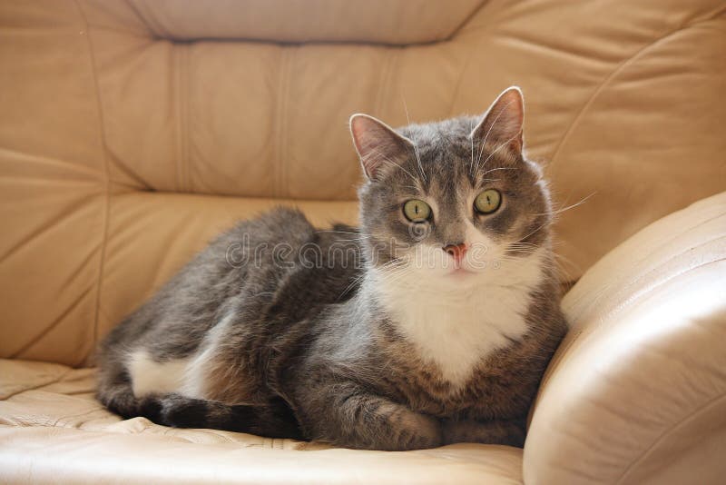 Gray Cat Resting on the Couch Stock Photo - Image of softness, domestic ...