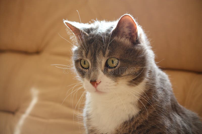 Gray Cat Resting on the Couch Stock Photo - Image of softness, domestic ...