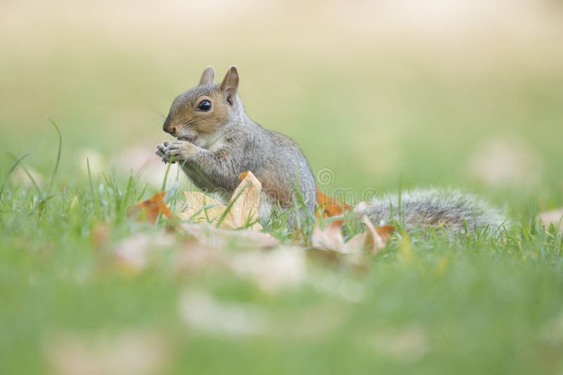 Gray Squirrel Eating in Grass with Autumn Leaves on the Grass Stock ...
