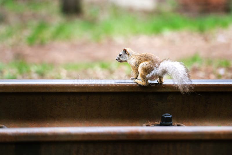 Red squirrel on a rail. stock image. Image of rail, claw - 24180579