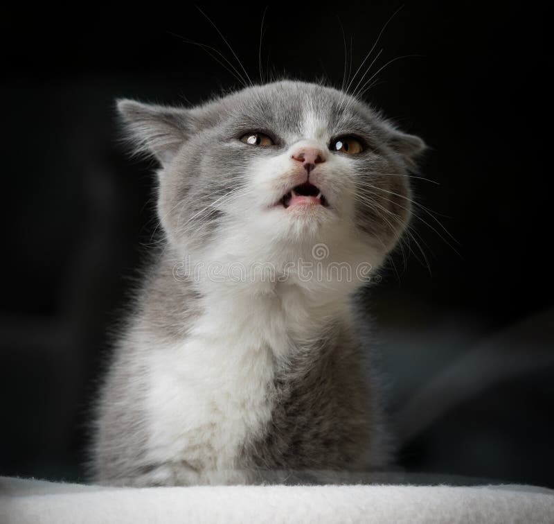 Cute Gray White British Shorthait Kitten Meowing Stock Image - Image of ...