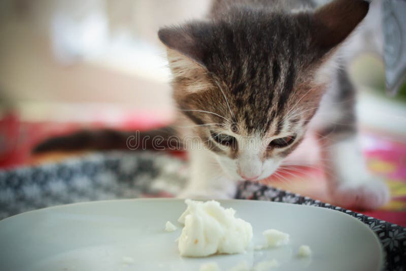 257 Cat Eating Cheese Stock Photos - Free & Royalty-Free Stock Photos ...