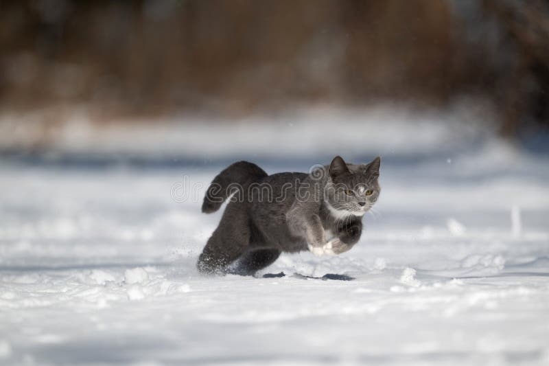 Cute Gray and White Cat Pouncing and Playing I Stock Image - Image of ...