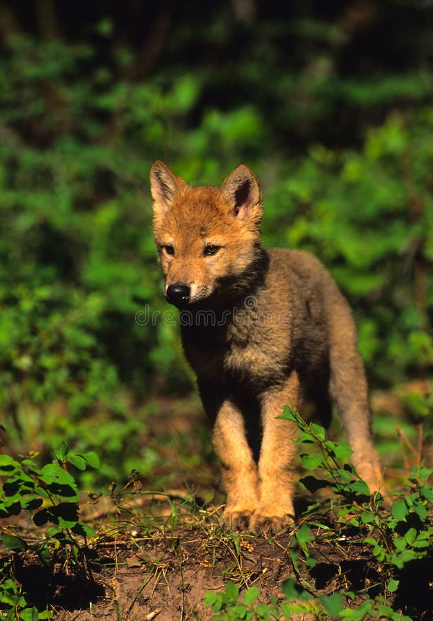 Cute Gray Wolf Pup stock photo. Image of predator, animal - 10592194