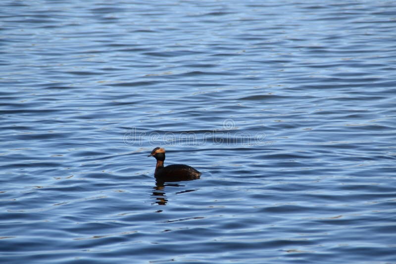 A Cute Great Crested Grebe stock image. Image of natural - 380941417