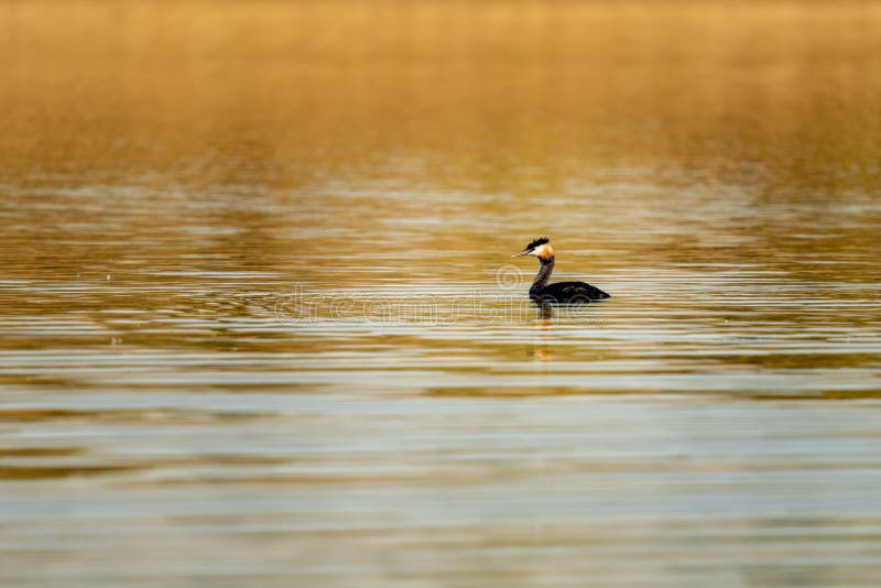 Cute Great Crested Grebe Swimming in a Lake during the Daytime Stock ...