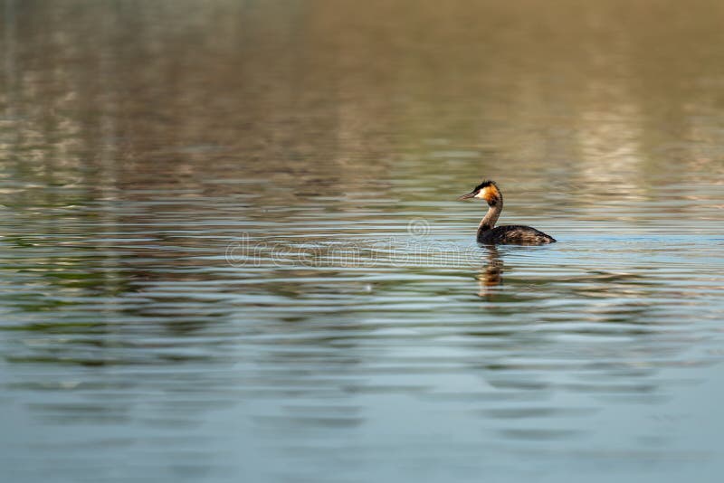Cute Great Crested Grebe Swimming in a Lake during the Daytime Stock ...