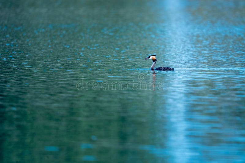 Cute Great Crested Grebe Swimming in a Lake during the Daytime Stock ...