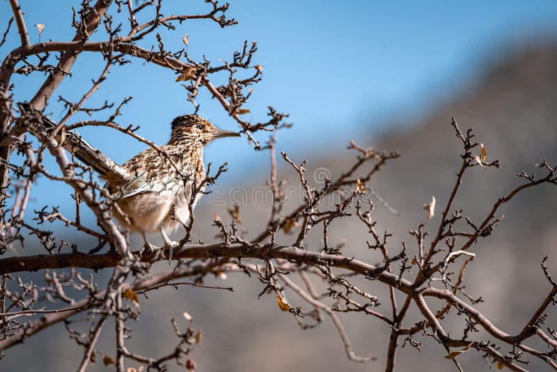 Cute Greater Roadrunner Bird Perched on a Tree on a Sunny Day Stock ...
