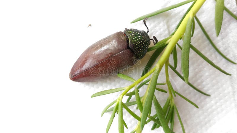 Cute green bug stock image. Image of little, plant, cute - 121030979