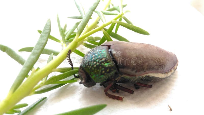 Cute green bug stock photo. Image of cute, green, plant - 121031028