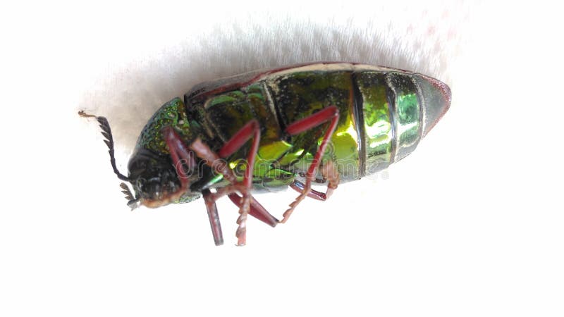 Cute green bug stock image. Image of green, cute, plant - 121031095