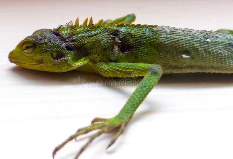 Cute Green Chameleon Lizard Lying Down Stock Photo - Image of discovery ...