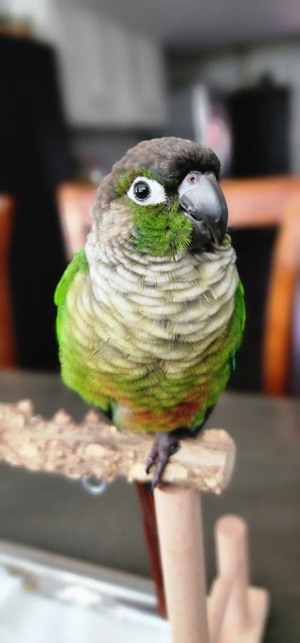 Cute Green Cheek Conure stock image. Image of bird, green - 371749459