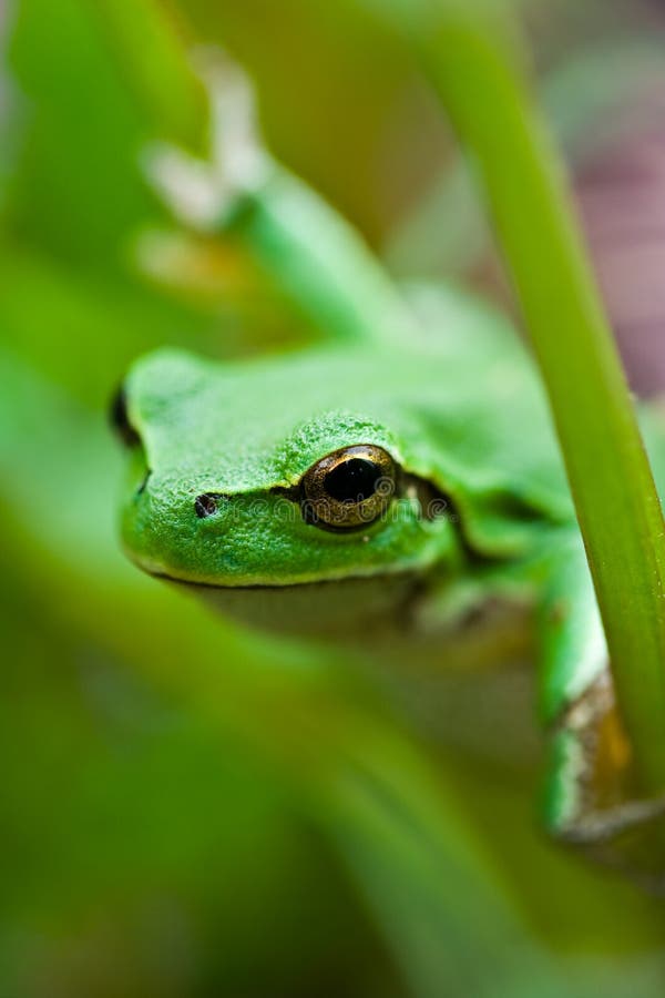 Cute green frog stock image. Image of background, ecology - 4962241