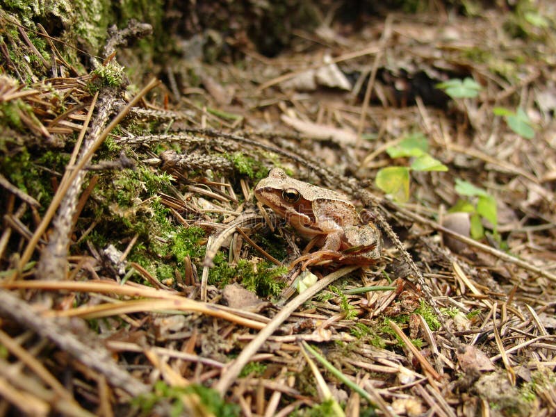 Cute green frog stock photo. Image of frog, leaf, climbing - 83134064