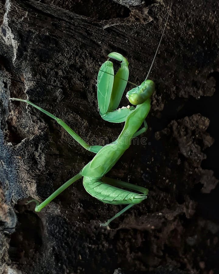 Cute Green Insect on the Brokewood Stock Image - Image of insect, cute ...