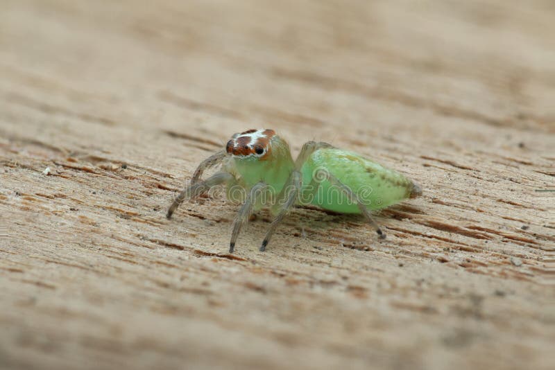 Cute Green Jumping Spider on the Tree Stock Image - Image of tree, wing ...
