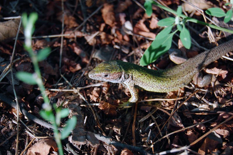 Green Lizard on the Ground Top View Stock Image - Image of nature ...