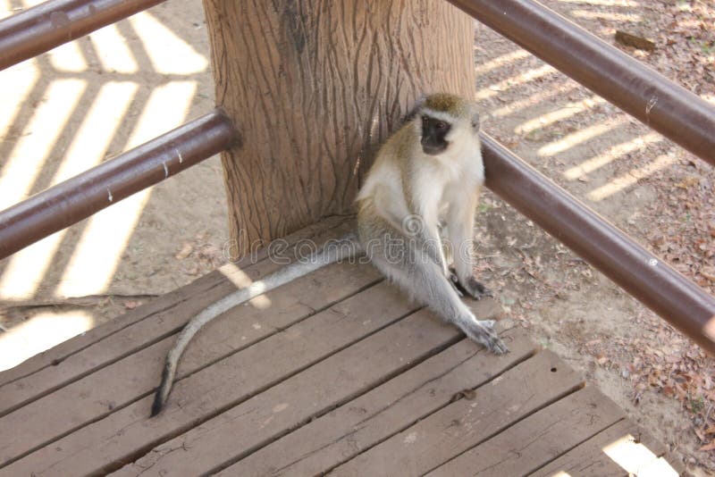 Cute Green Monkey Sitting on the Wooden Walkway Stock Image - Image of ...