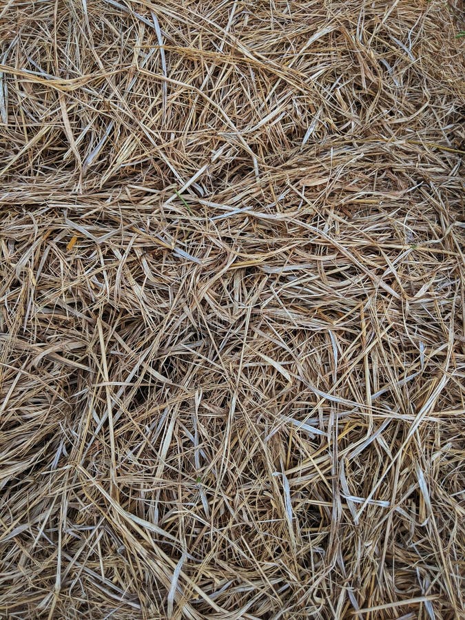 A Pile of Hay that is Ready To Be Processed Stock Photo - Image of twig ...
