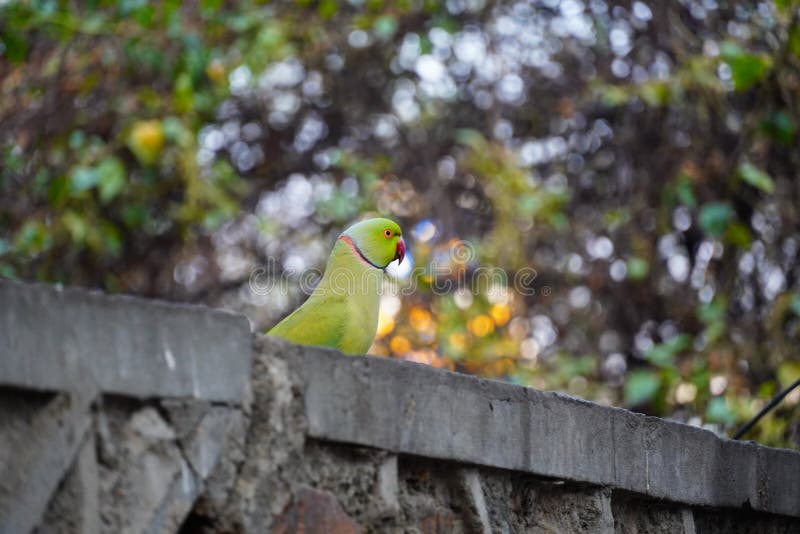 Cute Green Parrot Sit on the Wall Stock Image - Image of parrot, jungle ...