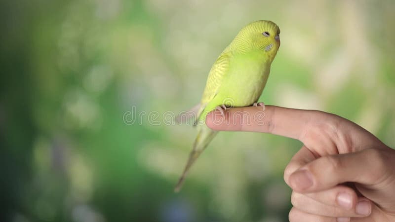 Cute Green Parrot Sitting on Finger Stock Video - Video of wing, leaf ...