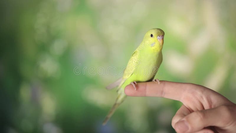 Cute Green Parrot Sitting on Finger Stock Footage - Video of bird ...