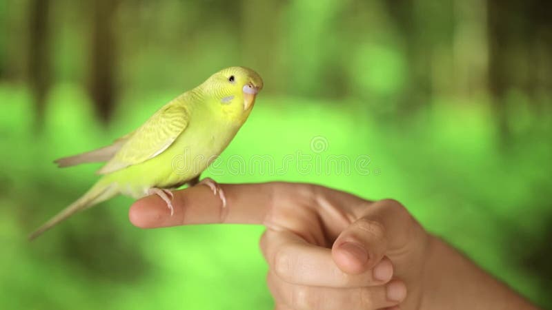Cute Green Parrot Sitting on Finger Stock Footage - Video of leaf ...