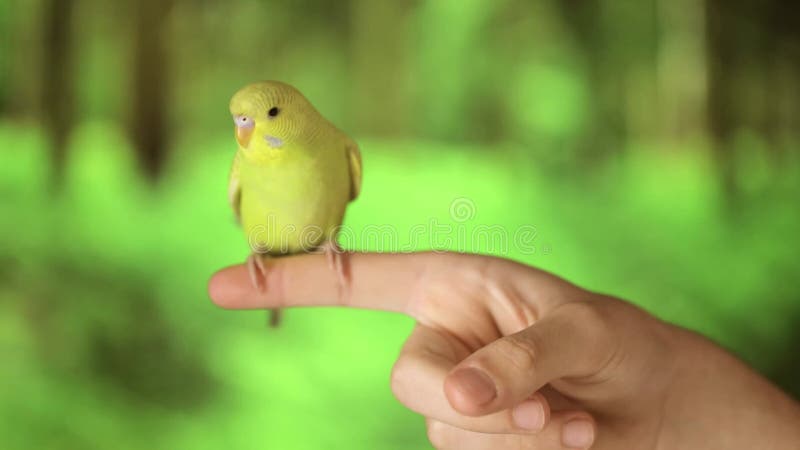 Cute Green Parrot Sitting on Finger Stock Footage - Video of feather ...