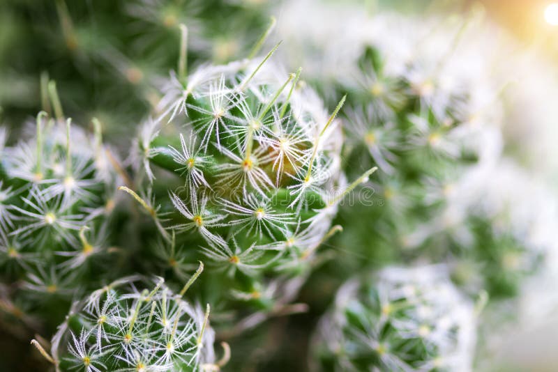 Green Spike Cactus Houseplant Stock Photo - Image of botany, succulent ...