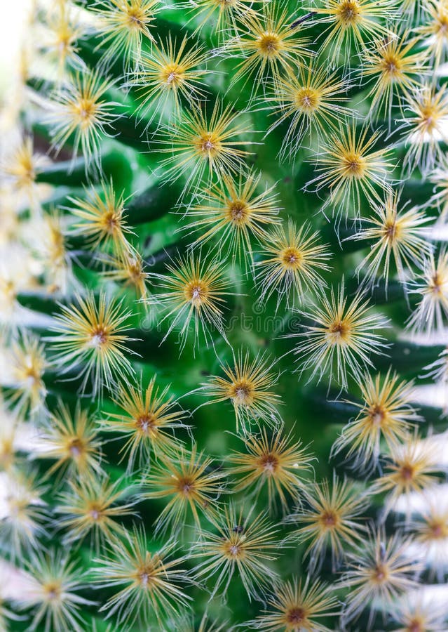 Green Spike Cactus Houseplant Stock Photo - Image of blooming, flora ...