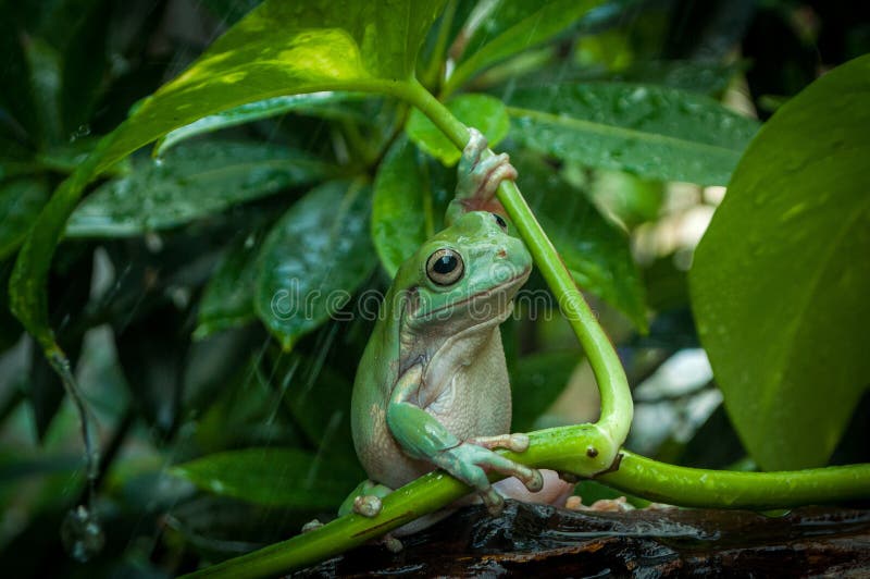 A Fat Green Tree Frog Perched among the Leaves Stock Photo - Image of ...